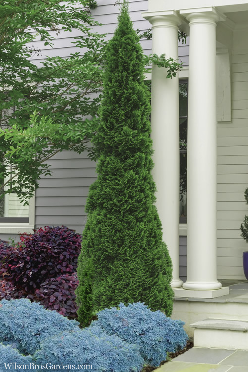 Gardening: Thuja an ornamental value tree and shrub in your yard or ...