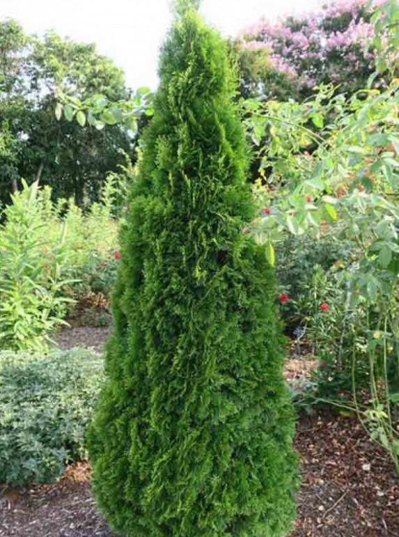 Gardening: Thuja an ornamental value tree and shrub in your yard or ...