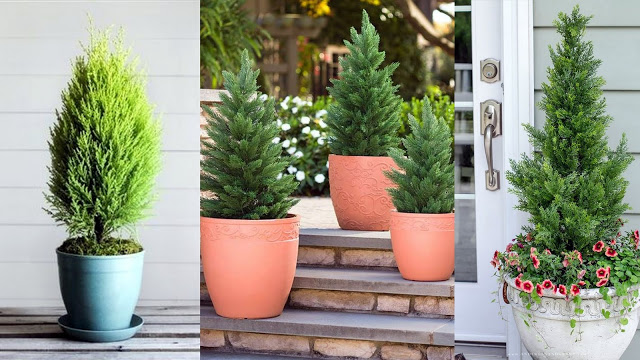 Gardening: Thuja an ornamental value tree and shrub in your yard or ...