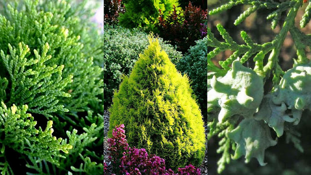 Gardening: Thuja an ornamental value tree and shrub in your yard or ...