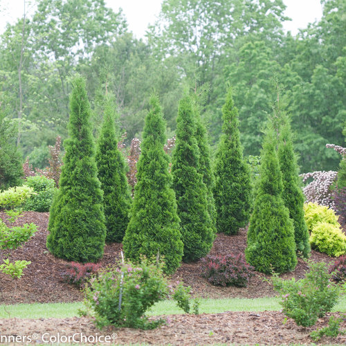 Gardening: Thuja an ornamental value tree and shrub in your yard or ...