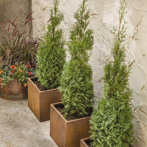 Gardening: Thuja an ornamental value tree and shrub in your yard or ...