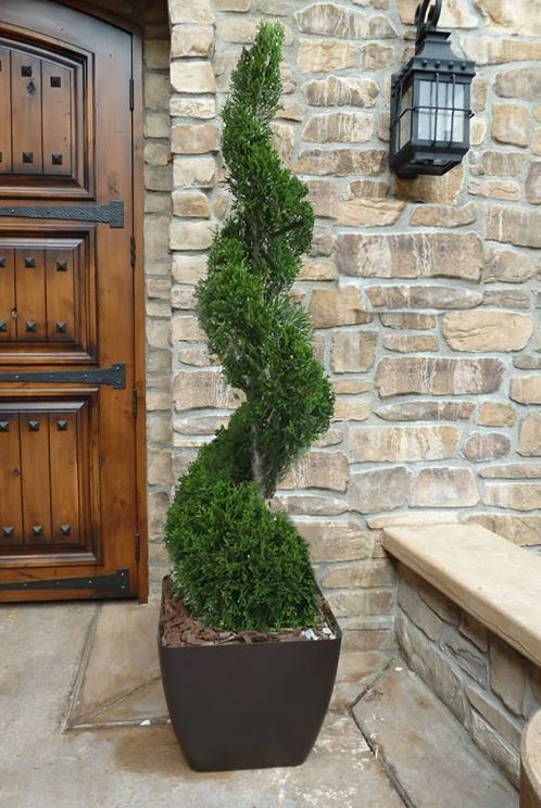 Gardening: Thuja an ornamental value tree and shrub in your yard or ...