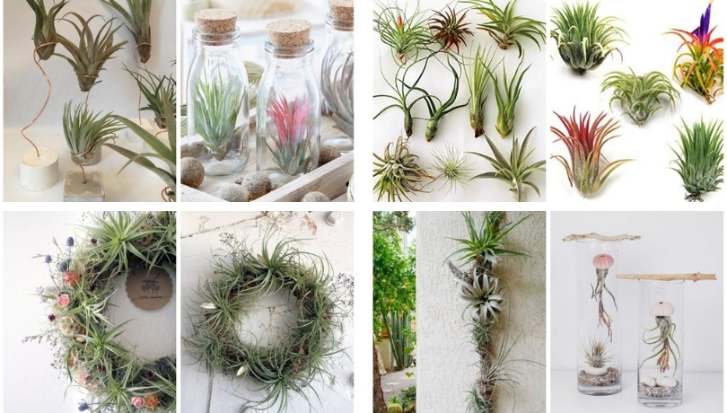 Airplants: Plants without ... roots for your home decoration | My ...