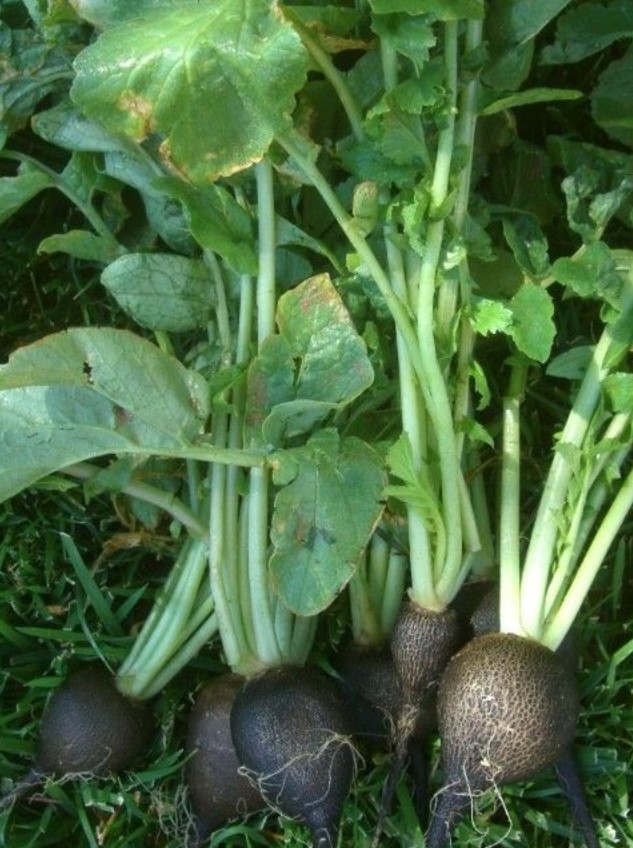 Black radish, and how to grow it in your garden | My desired home