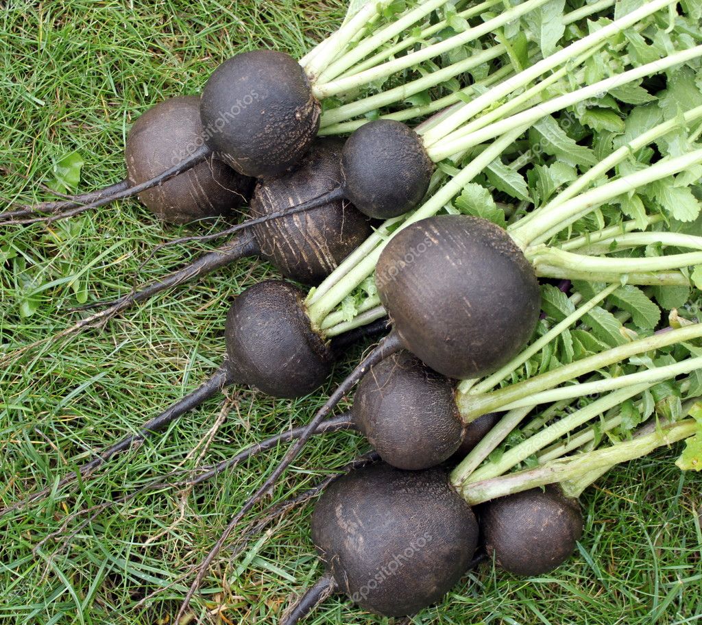 Black radish, and how to grow it in your garden | My desired home