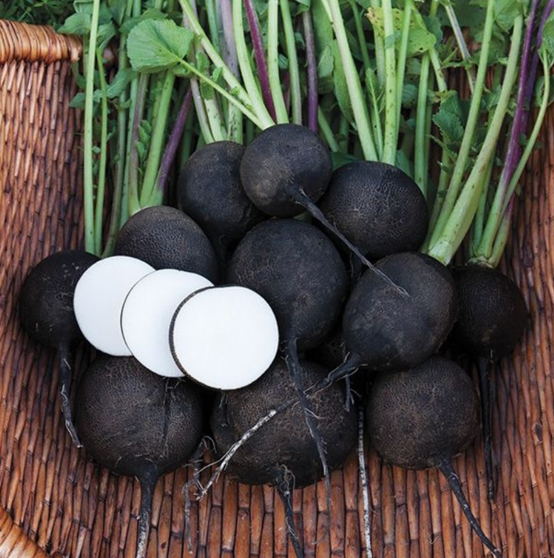 Black radish, and how to grow it in your garden | My desired home