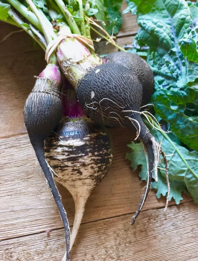 Black radish, and how to grow it in your garden | My desired home