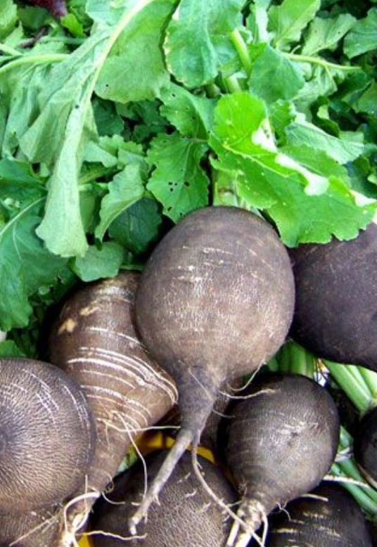 Black radish, and how to grow it in your garden | My desired home