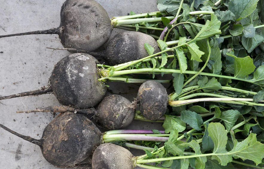 Black radish, and how to grow it in your garden | My desired home