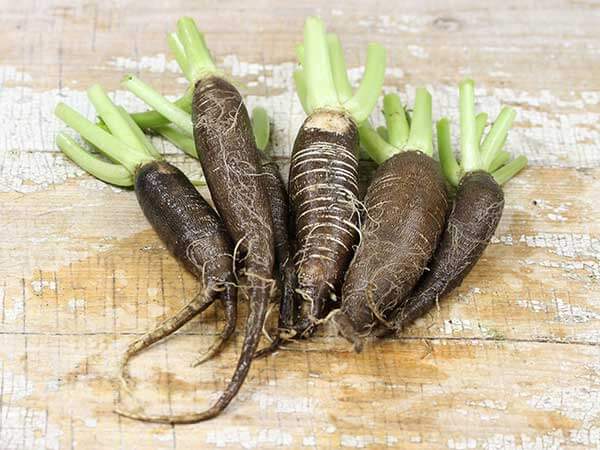 Black radish, and how to grow it in your garden | My desired home
