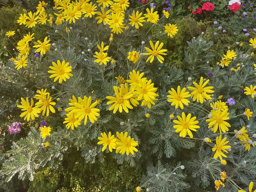 Euryops Daisy: how to grow it in your pot, yard or garden | My desired home