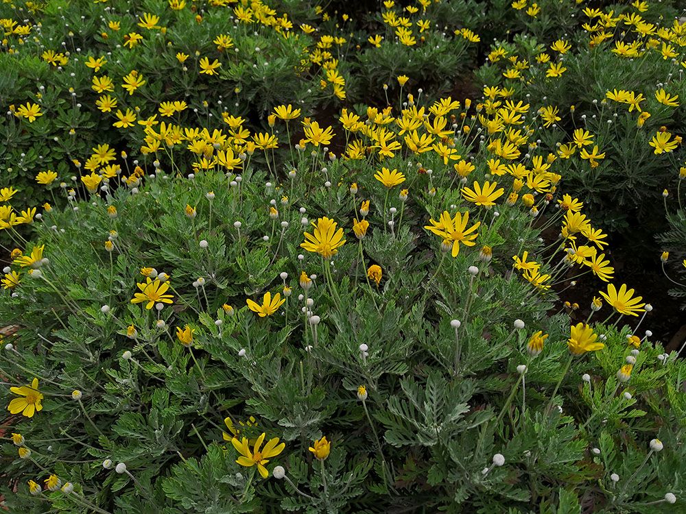 Euryops Daisy: how to grow it in your pot, yard or garden | My desired home