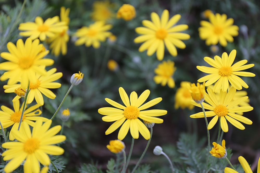 Euryops Daisy: how to grow it in your pot, yard or garden | My desired home