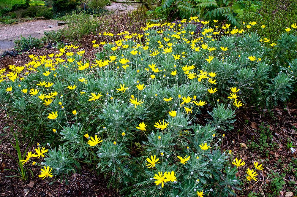 Euryops Daisy: how to grow it in your pot, yard or garden | My desired home