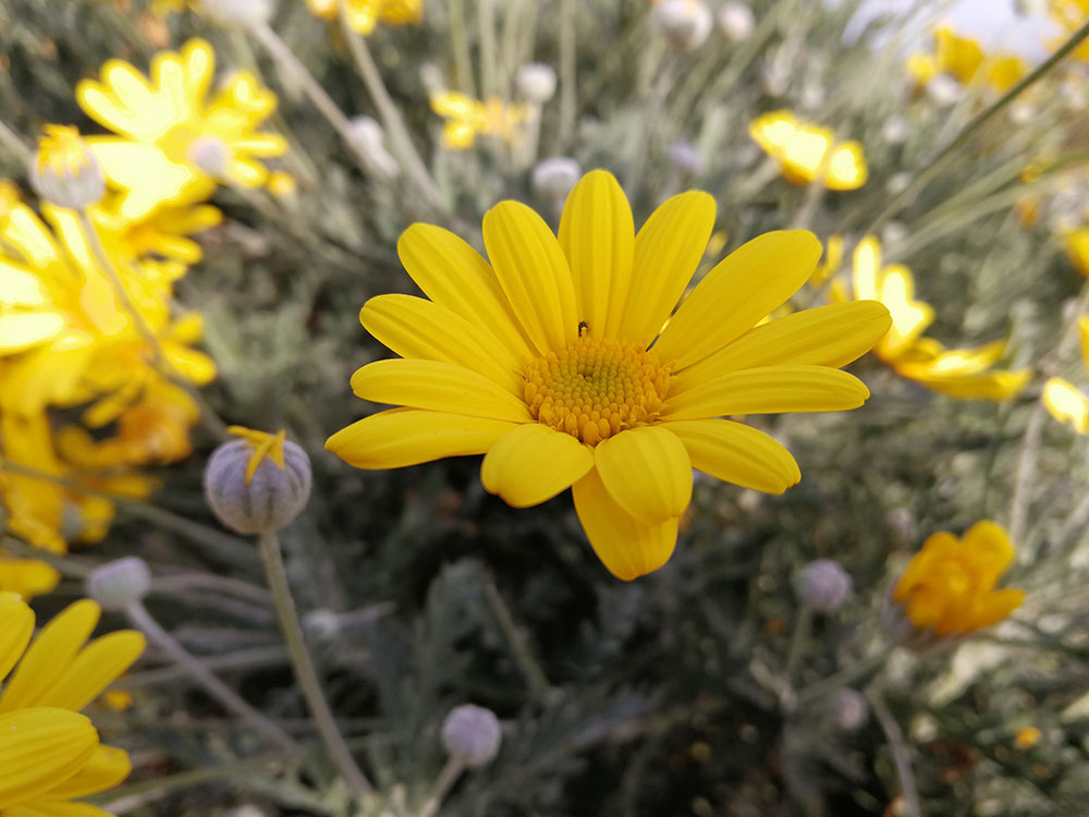 Euryops Daisy: how to grow it in your pot, yard or garden | My desired home