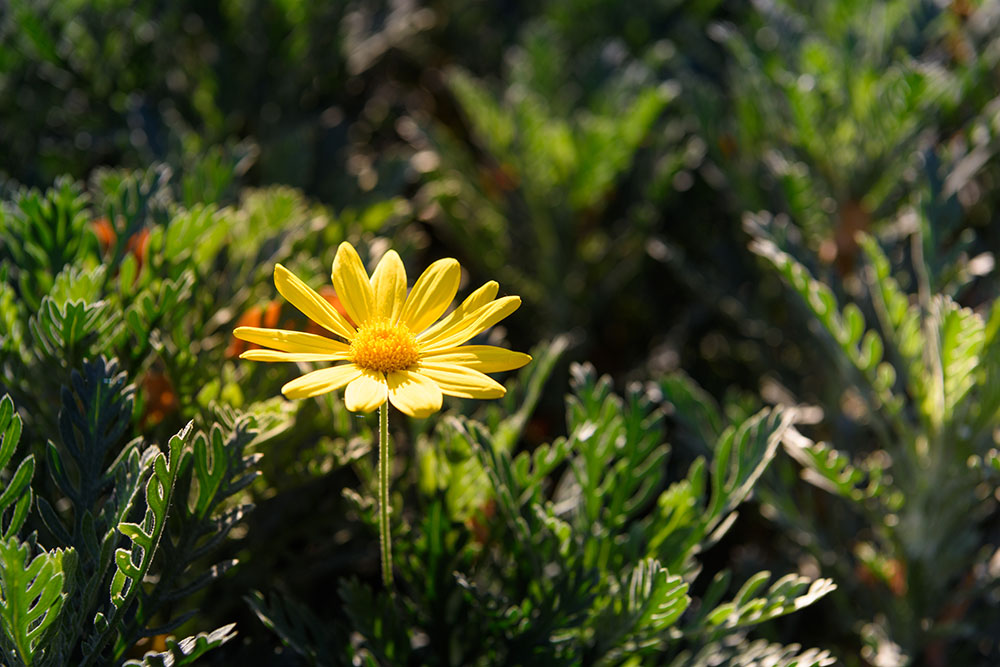Euryops Daisy: how to grow it in your pot, yard or garden | My desired home