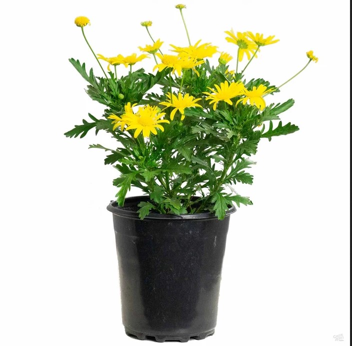 Euryops Daisy: how to grow it in your pot, yard or garden | My desired home