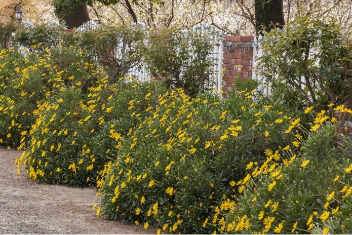 Euryops Daisy: how to grow it in your pot, yard or garden | My desired home