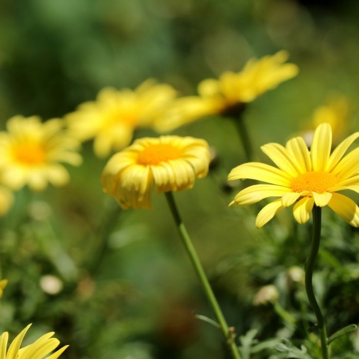 Euryops Daisy: how to grow it in your pot, yard or garden | My desired home