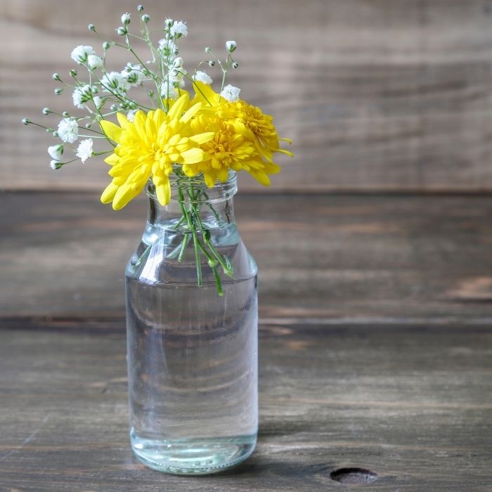 Euryops Daisy: how to grow it in your pot, yard or garden | My desired home