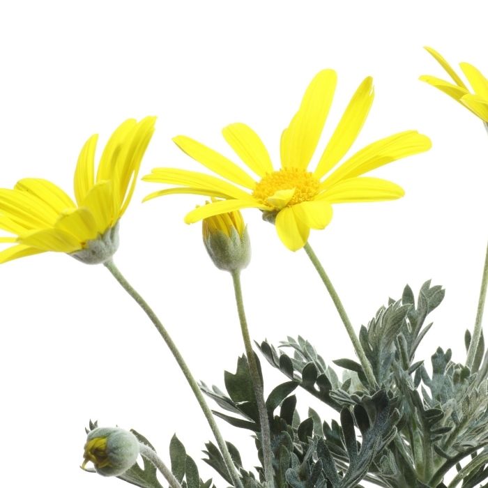 Euryops Daisy: how to grow it in your pot, yard or garden | My desired home