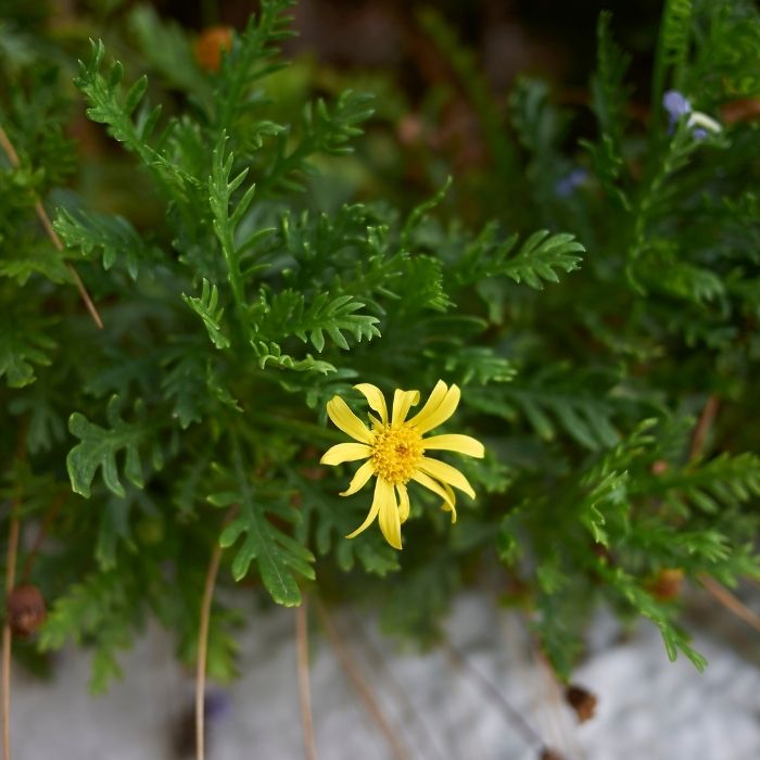 Euryops Daisy: how to grow it in your pot, yard or garden | My desired home