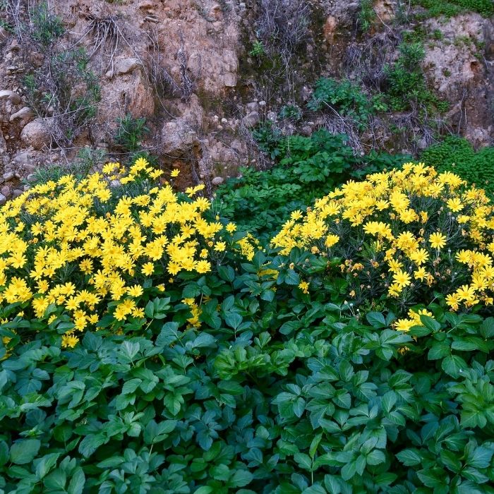 Euryops Daisy: how to grow it in your pot, yard or garden | My desired home