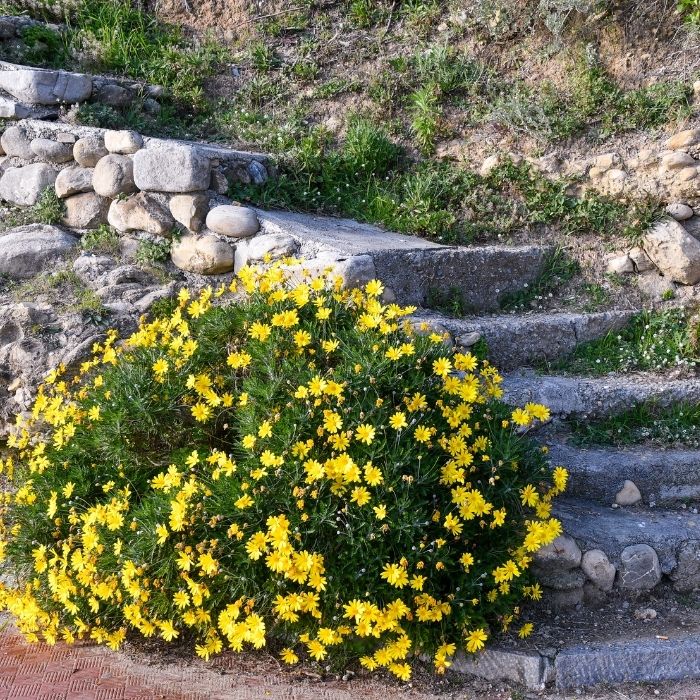 Euryops Daisy: how to grow it in your pot, yard or garden | My desired home