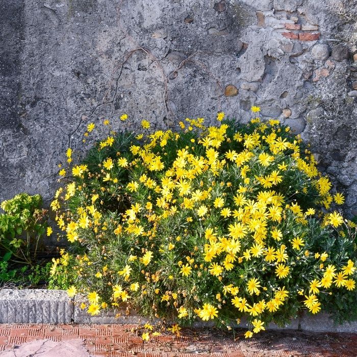 Euryops Daisy: how to grow it in your pot, yard or garden | My desired home