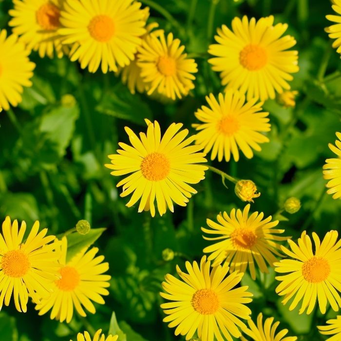 Euryops Daisy: how to grow it in your pot, yard or garden | My desired home