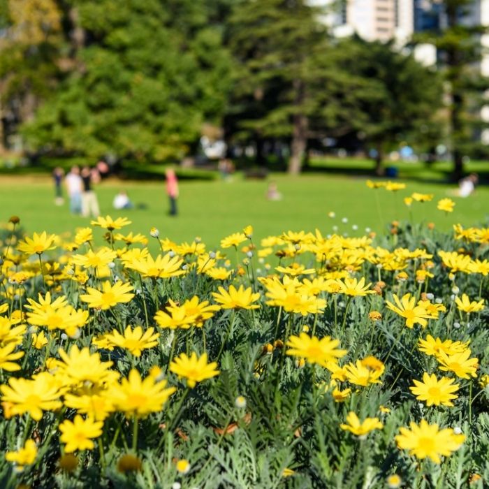 Euryops Daisy: how to grow it in your pot, yard or garden | My desired home
