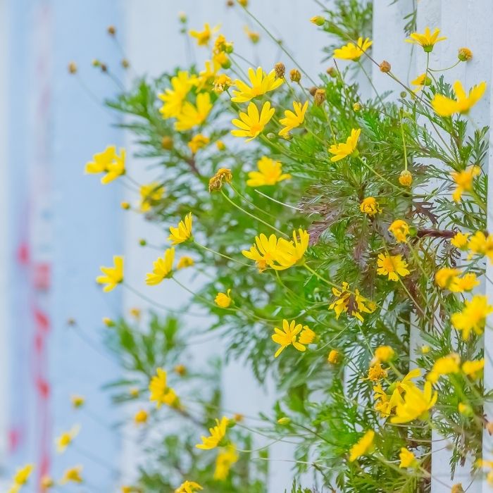 Euryops Daisy: how to grow it in your pot, yard or garden | My desired home