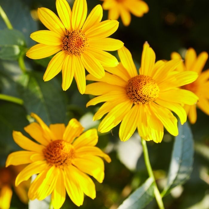 Euryops Daisy: how to grow it in your pot, yard or garden | My desired home