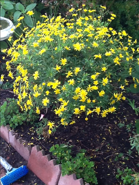Euryops Daisy: how to grow it in your pot, yard or garden | My desired home