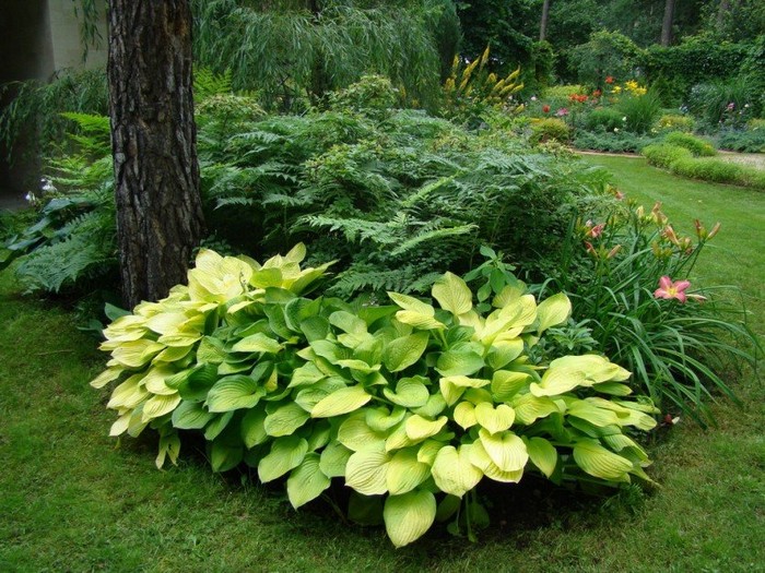 Flower bed designs under trees: 32 juicy options in the shade | My ...