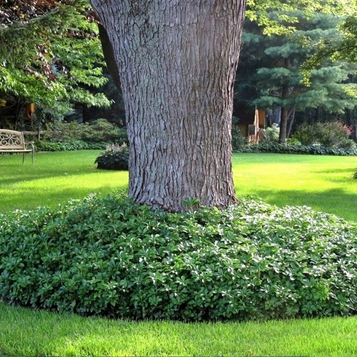 Flower bed designs under trees: 32 juicy options in the shade | My ...