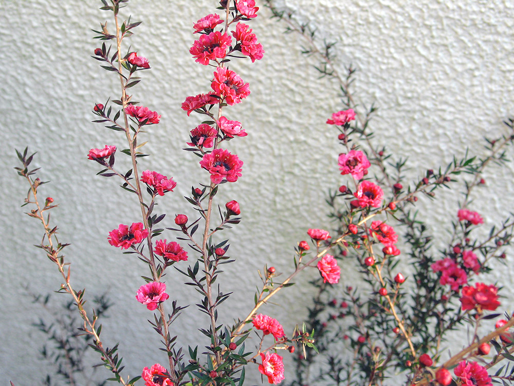 Manuka a Beautiful compact flowering tree that blooms in winter | My ...