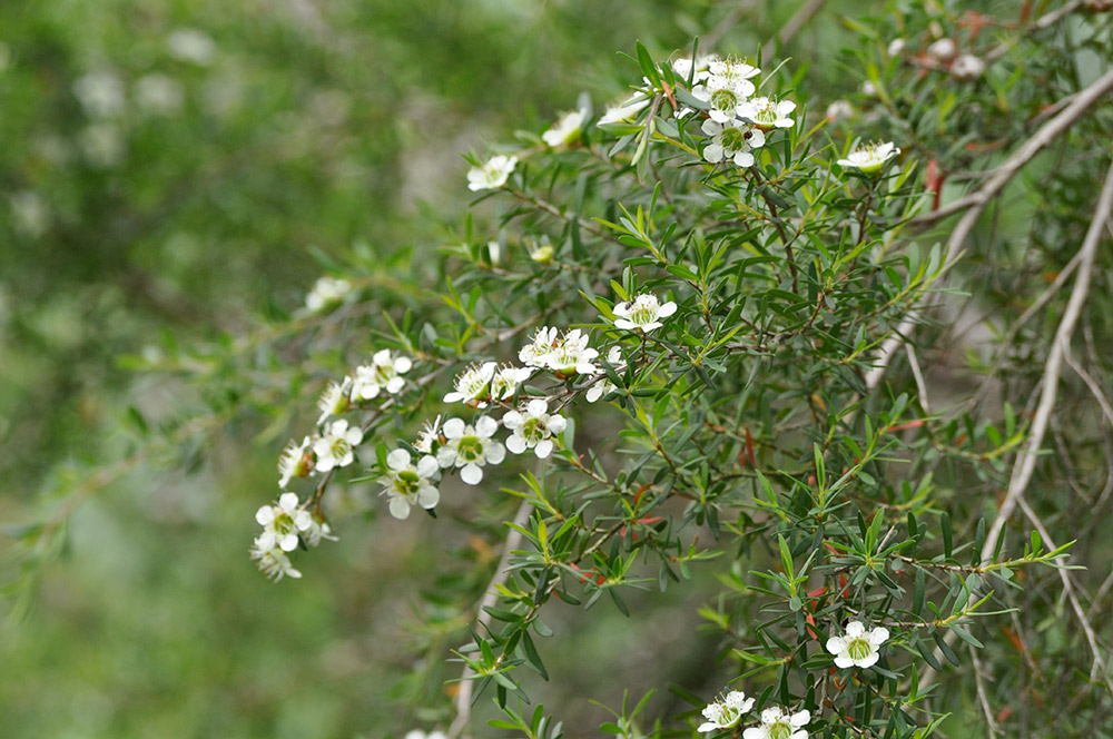 Manuka a Beautiful compact flowering tree that blooms in winter | My ...
