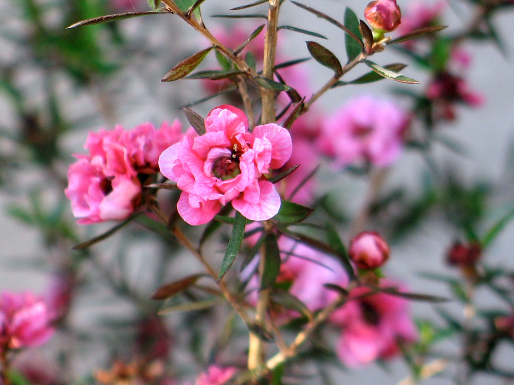 Manuka a Beautiful compact flowering tree that blooms in winter | My ...