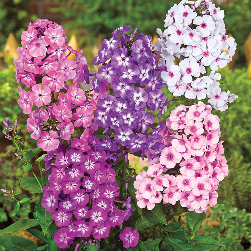 Phlox an amazing flower for colorful pots and gardens | My desired home