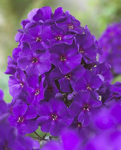 Phlox an amazing flower for colorful pots and gardens | My desired home