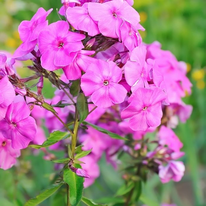 Phlox an amazing flower for colorful pots and gardens | My desired home