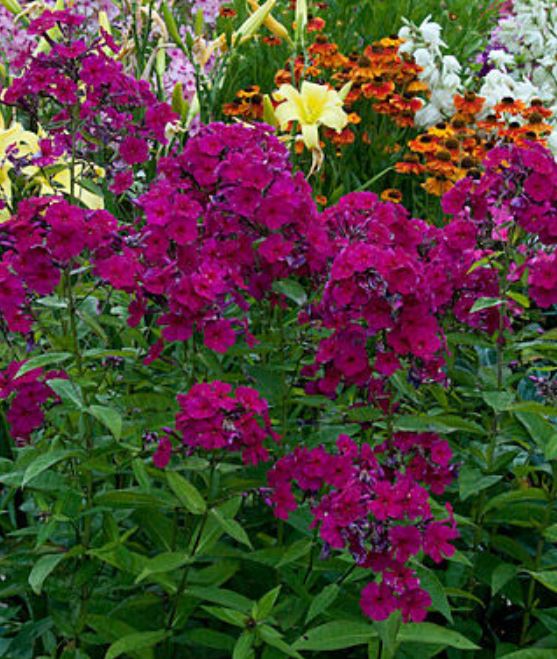 Phlox an amazing flower for colorful pots and gardens | My desired home