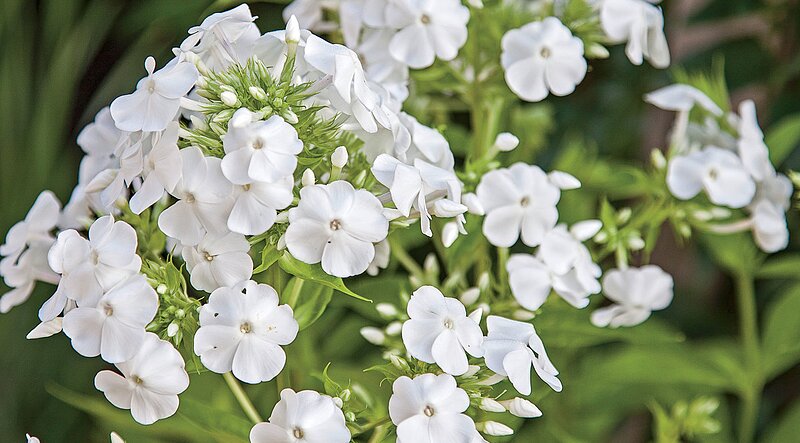 Phlox an amazing flower for colorful pots and gardens | My desired home