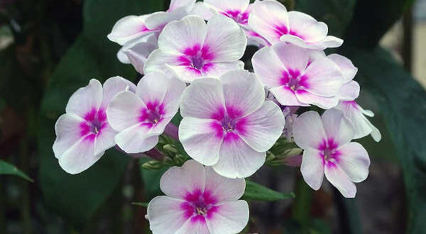 Phlox an amazing flower for colorful pots and gardens | My desired home