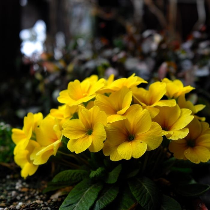 Phlox an amazing flower for colorful pots and gardens | My desired home