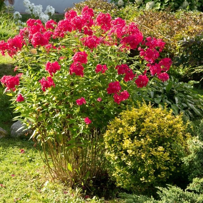 Phlox an amazing flower for colorful pots and gardens | My desired home