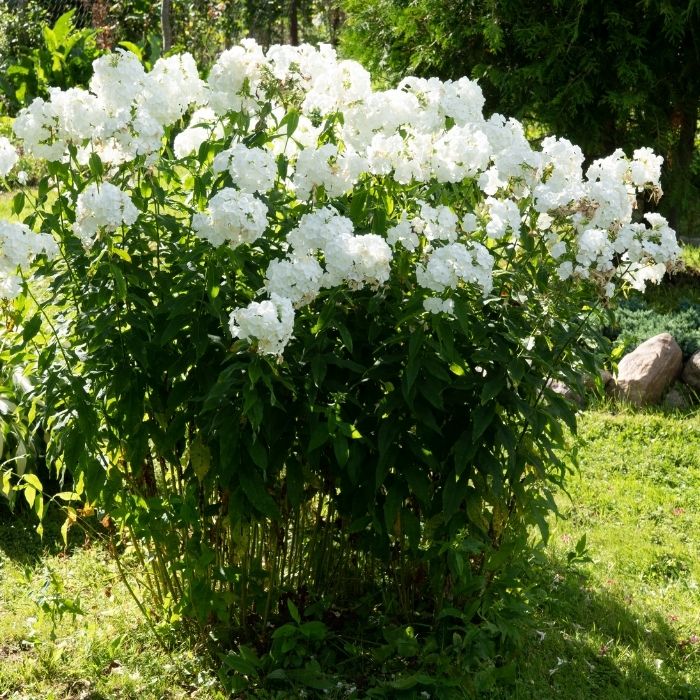 Phlox an amazing flower for colorful pots and gardens | My desired home