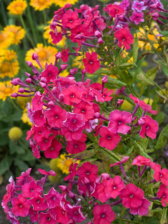 Phlox an amazing flower for colorful pots and gardens | My desired home